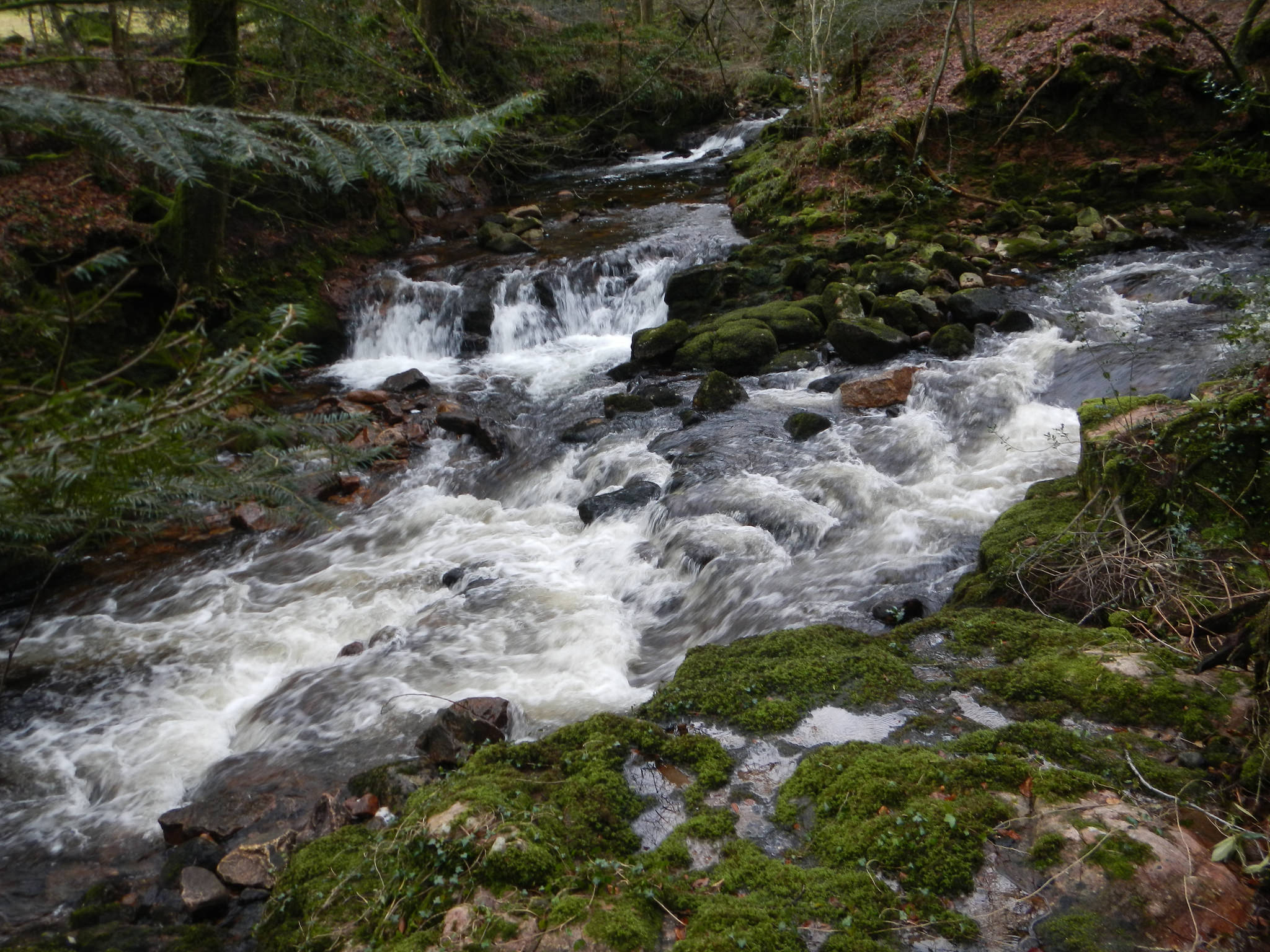 River Tavy - Westcountry Rivers Trust