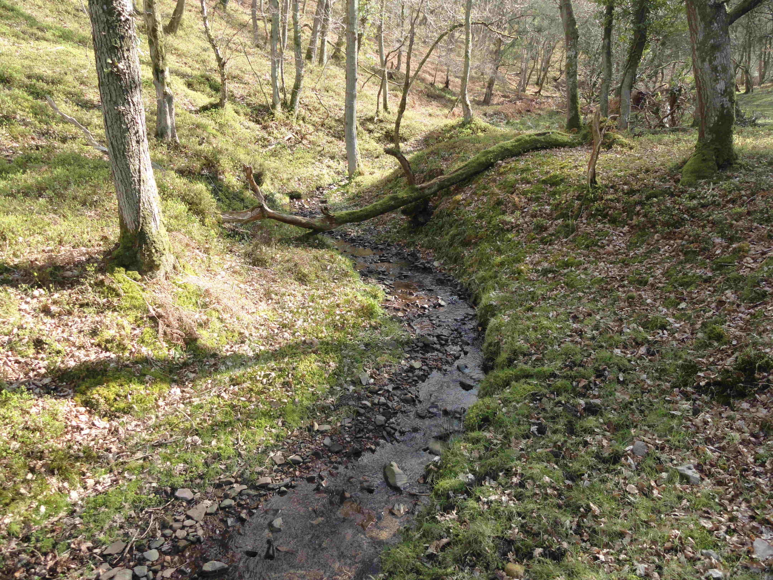 River Tamar - Westcountry Rivers Trust