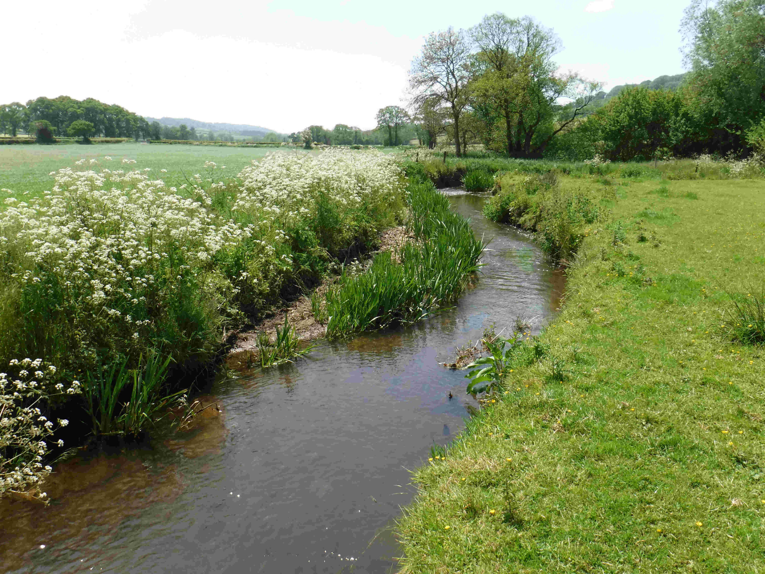 River Exe - Westcountry Rivers Trust