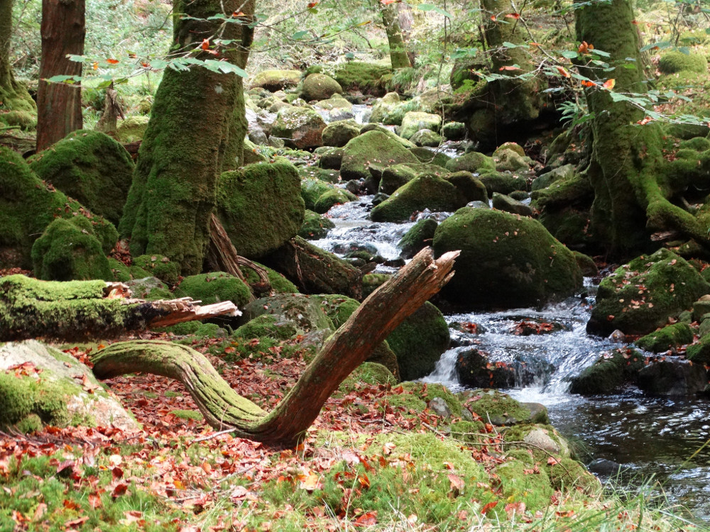 River Tamar - Westcountry Rivers Trust