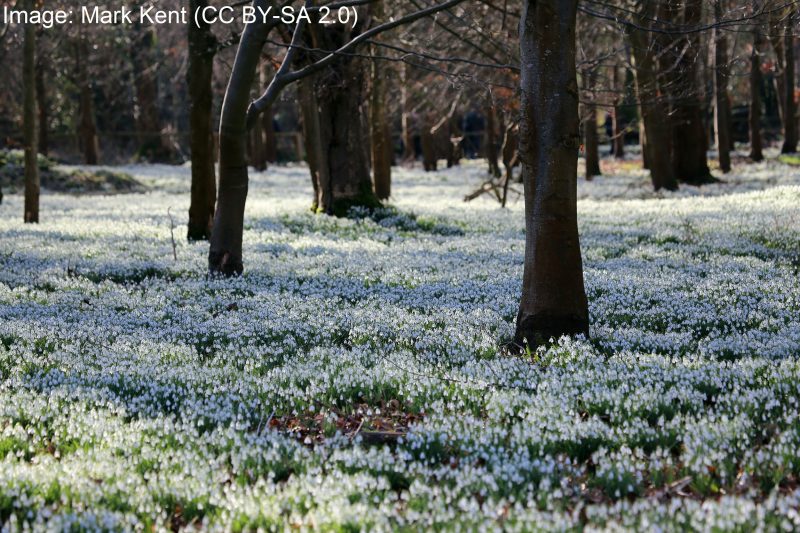 A walk among the snowdrops - Westcountry Rivers Trust