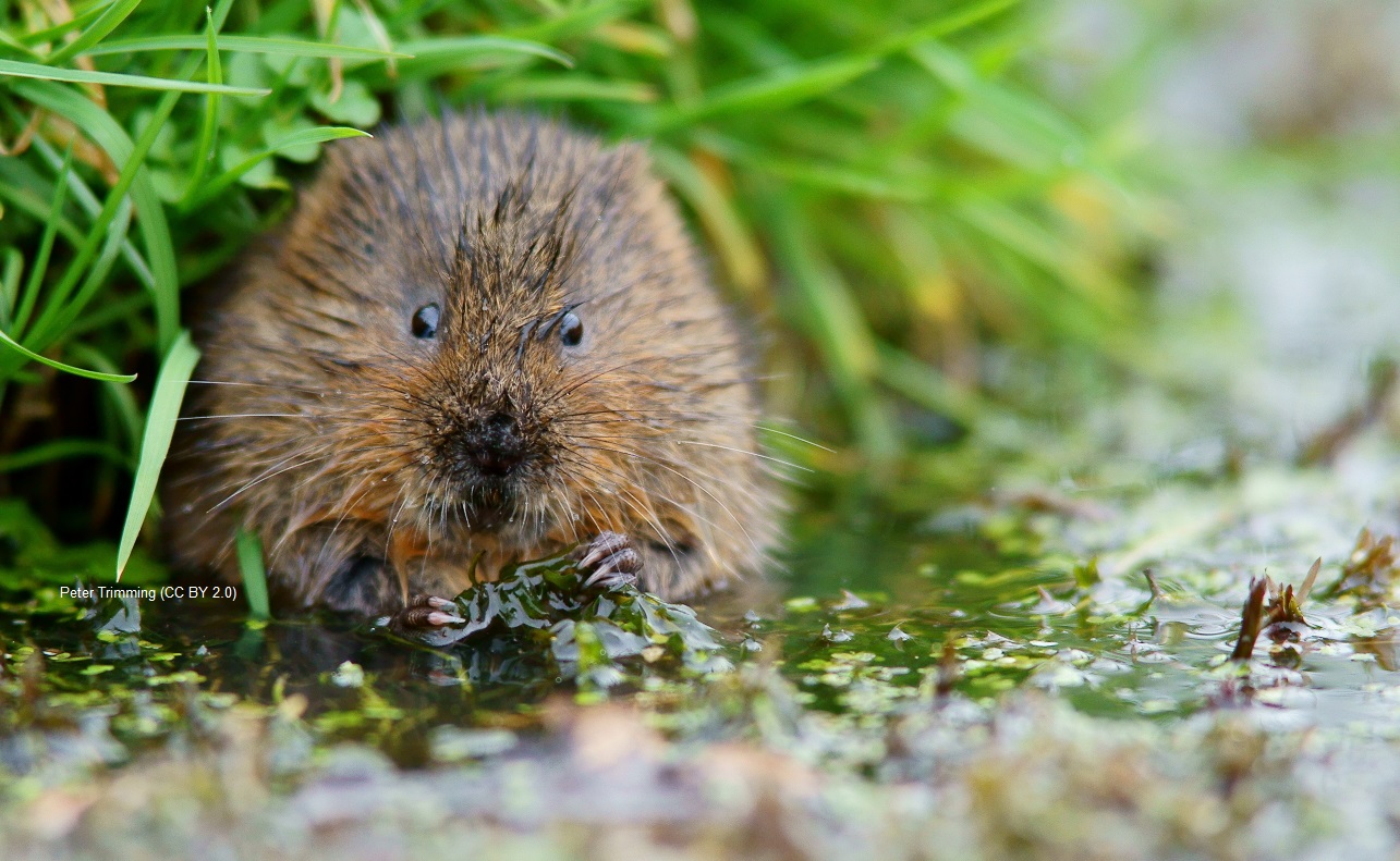 Catching Sight of the Water Vole - Westcountry Rivers Trust