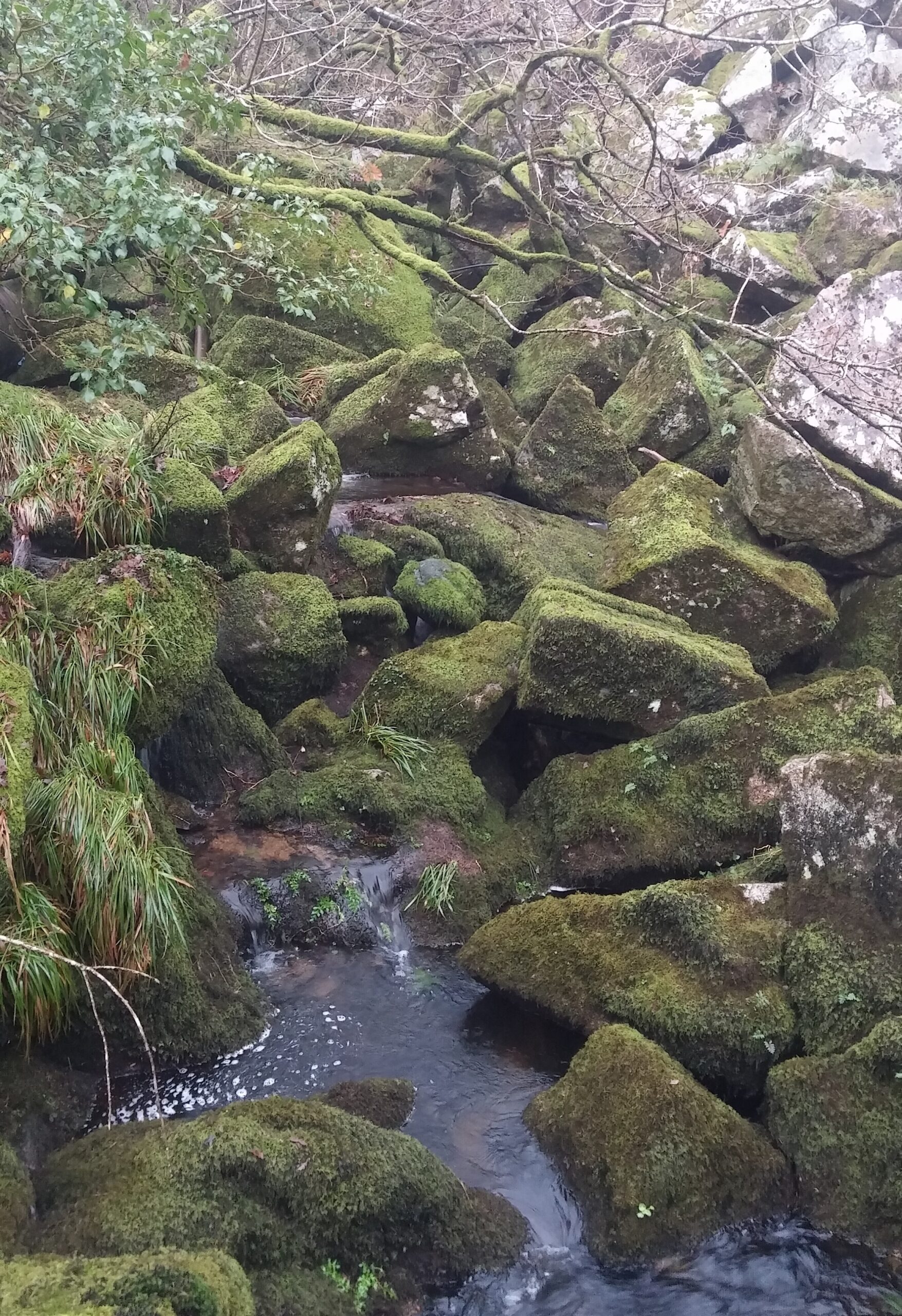 Salmon and trout on the De Lank - Westcountry Rivers Trust