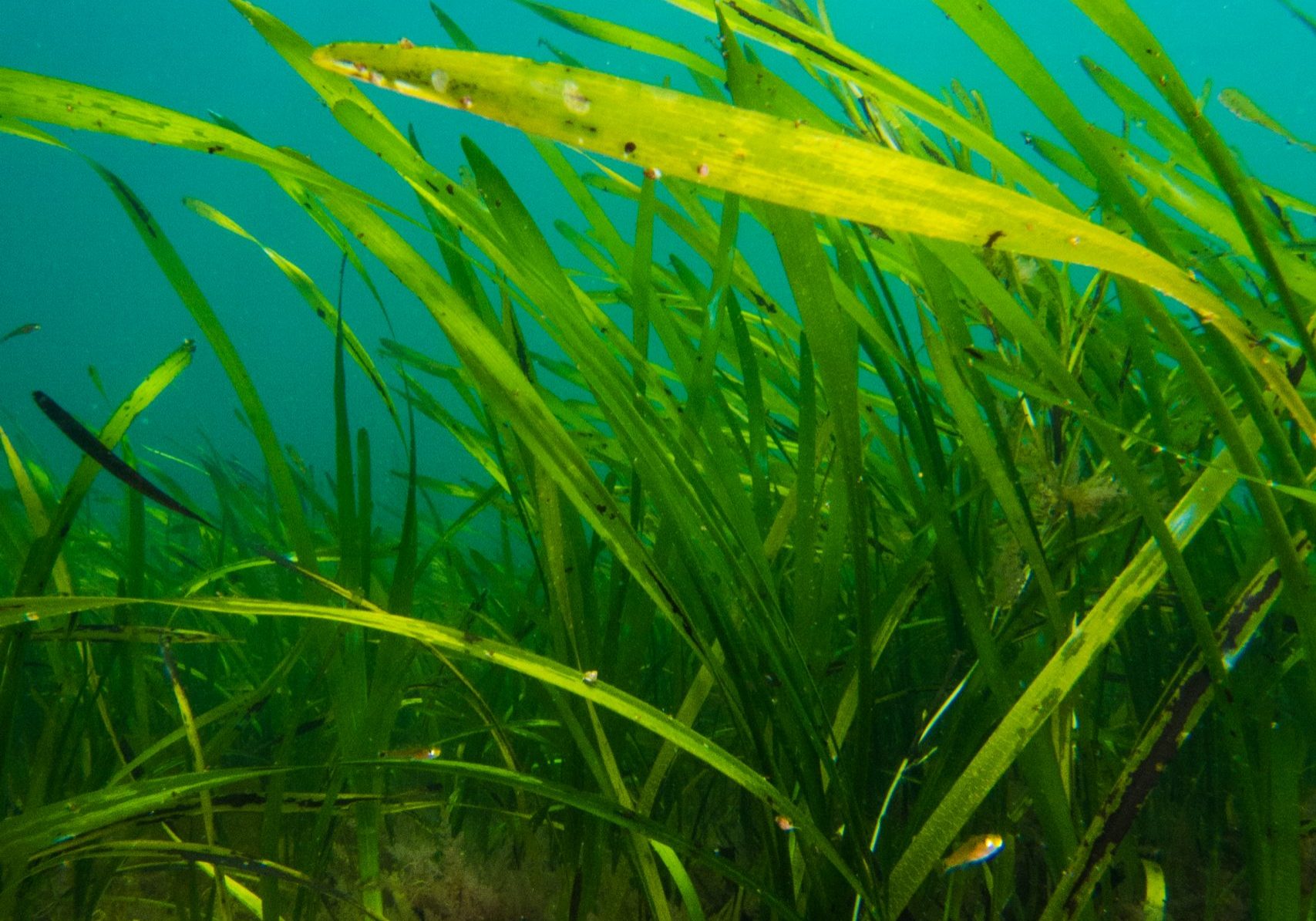 Saving Seagrass - Westcountry Rivers Trust