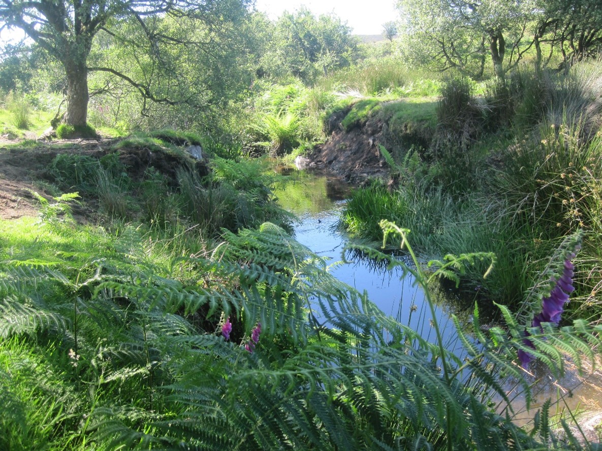A fish swam past... - Westcountry Rivers Trust