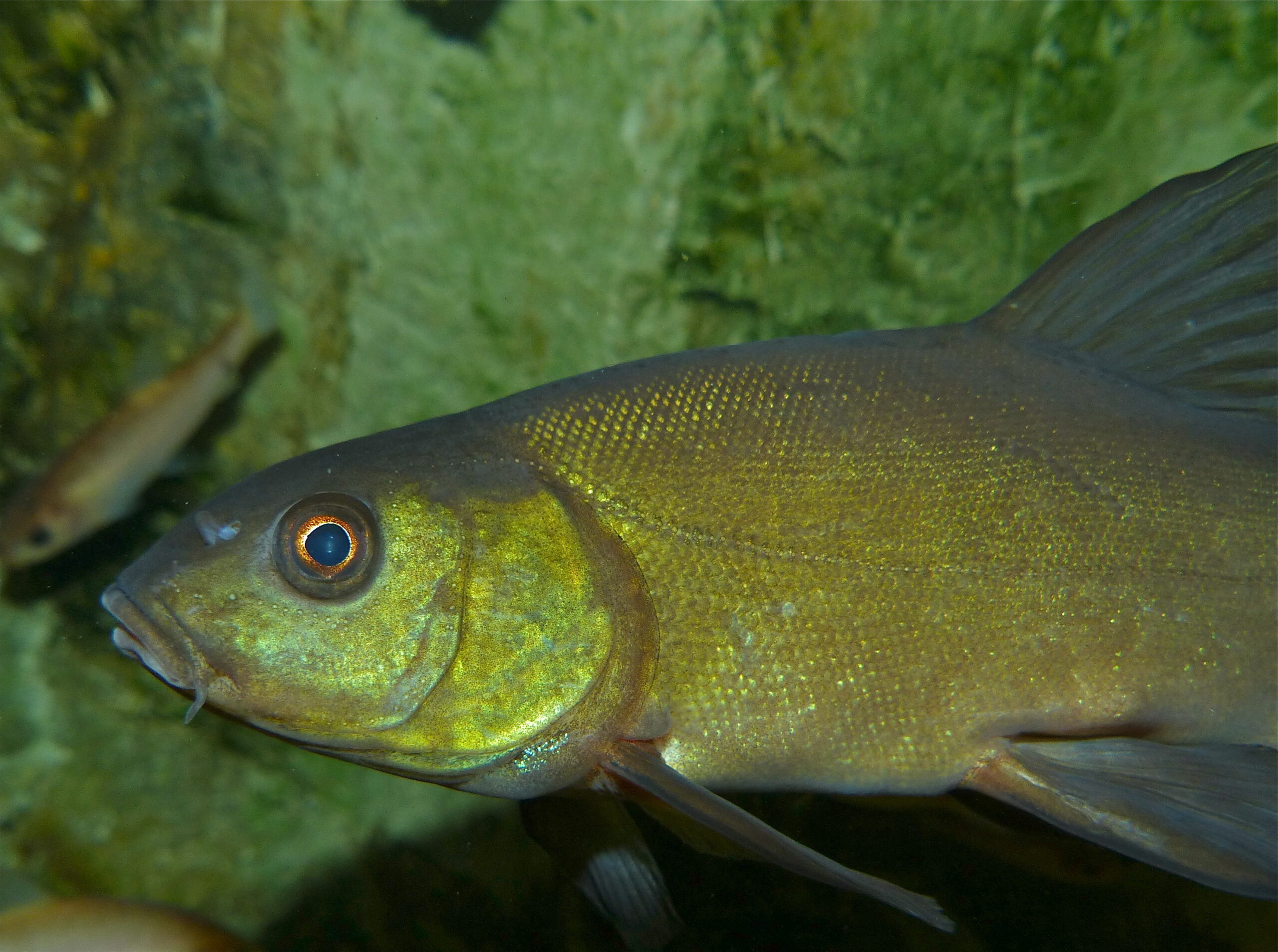 Geo-Catch 12 - Tench - Westcountry Rivers Trust
