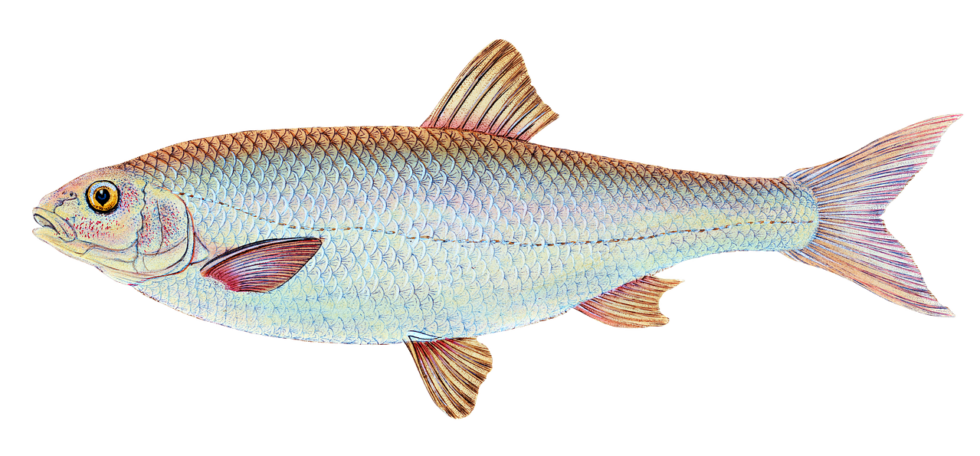 Geo-Catch 06 - Dace - Westcountry Rivers Trust