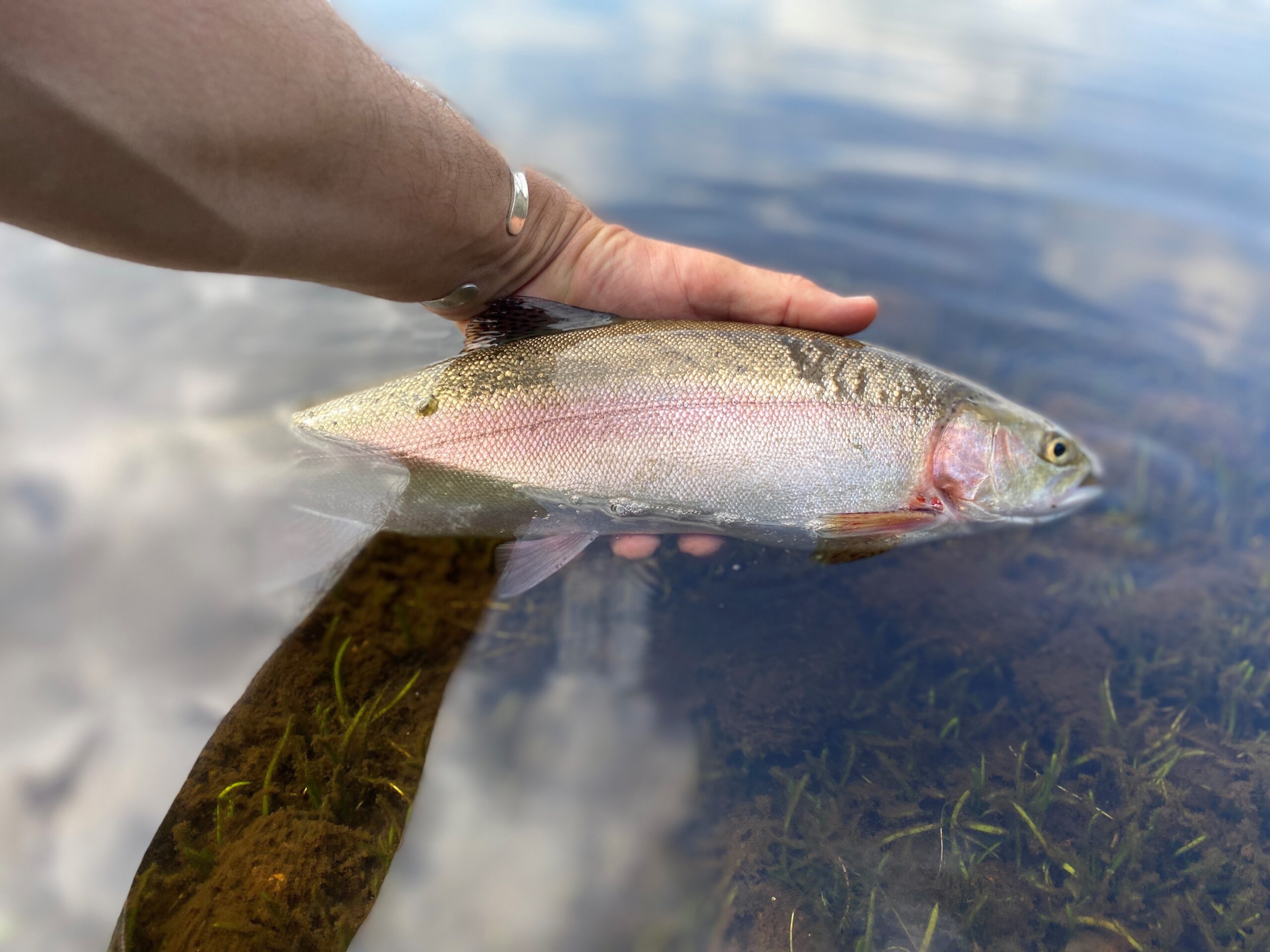 SW Lakes Trout Fisheries Report - Sept 2023 - Westcountry Rivers Trust