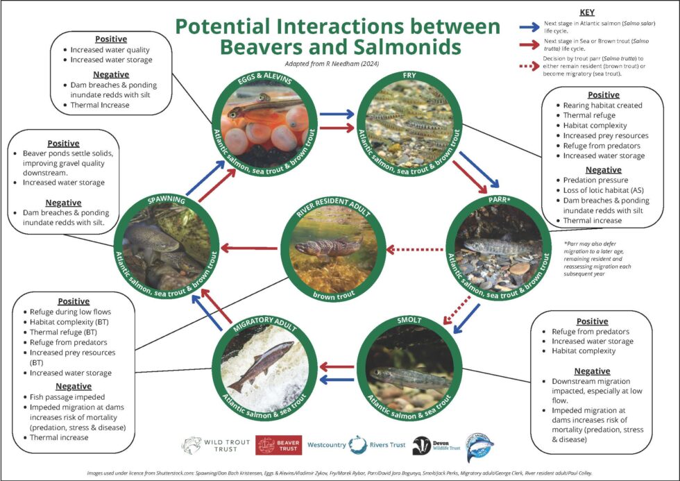 The Beaver's Role in our River Environment - Westcountry Rivers Trust