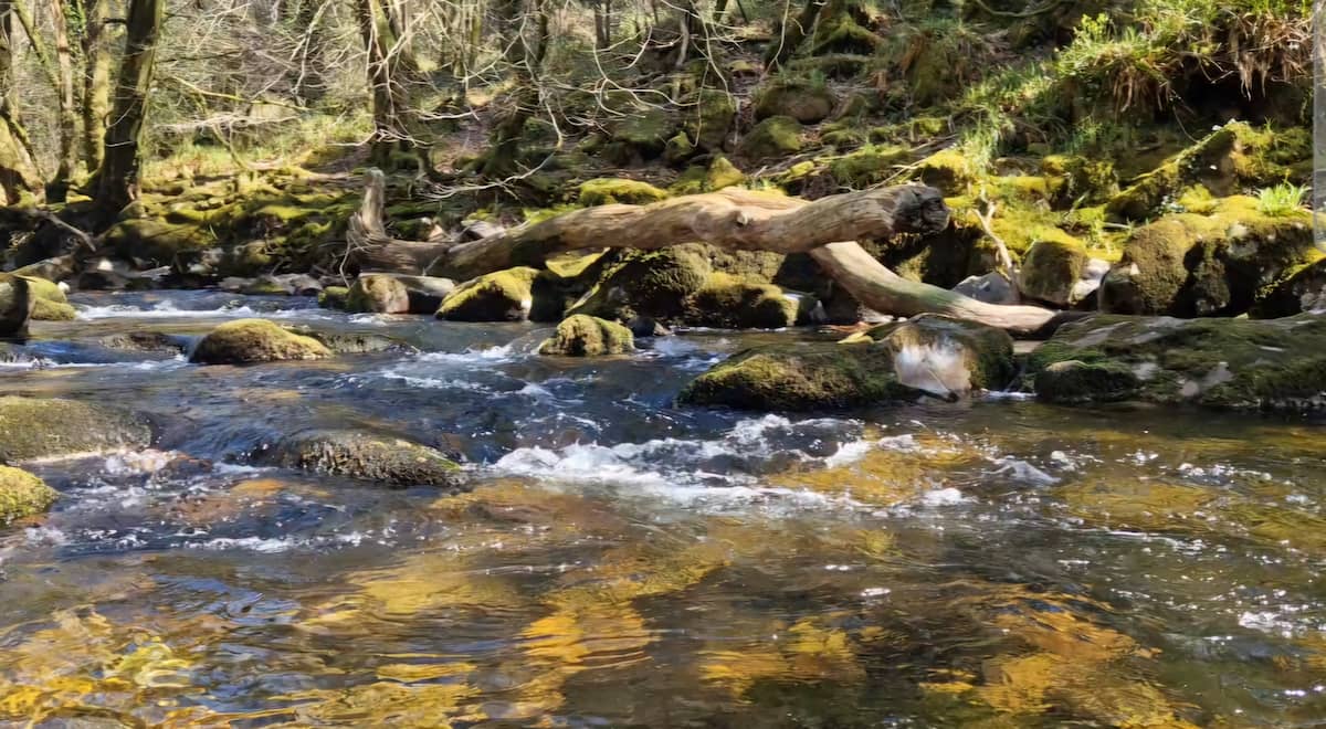 Love your River Art Competition - Westcountry Rivers Trust